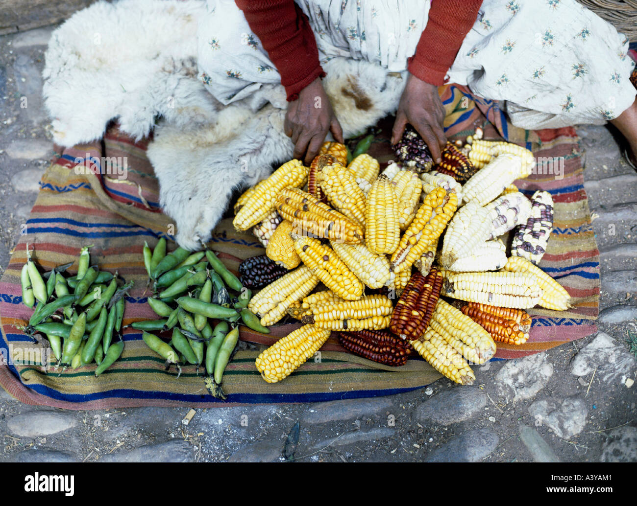alfalfa pods and sweet corn at market village of pisac peru Stock Photo ...