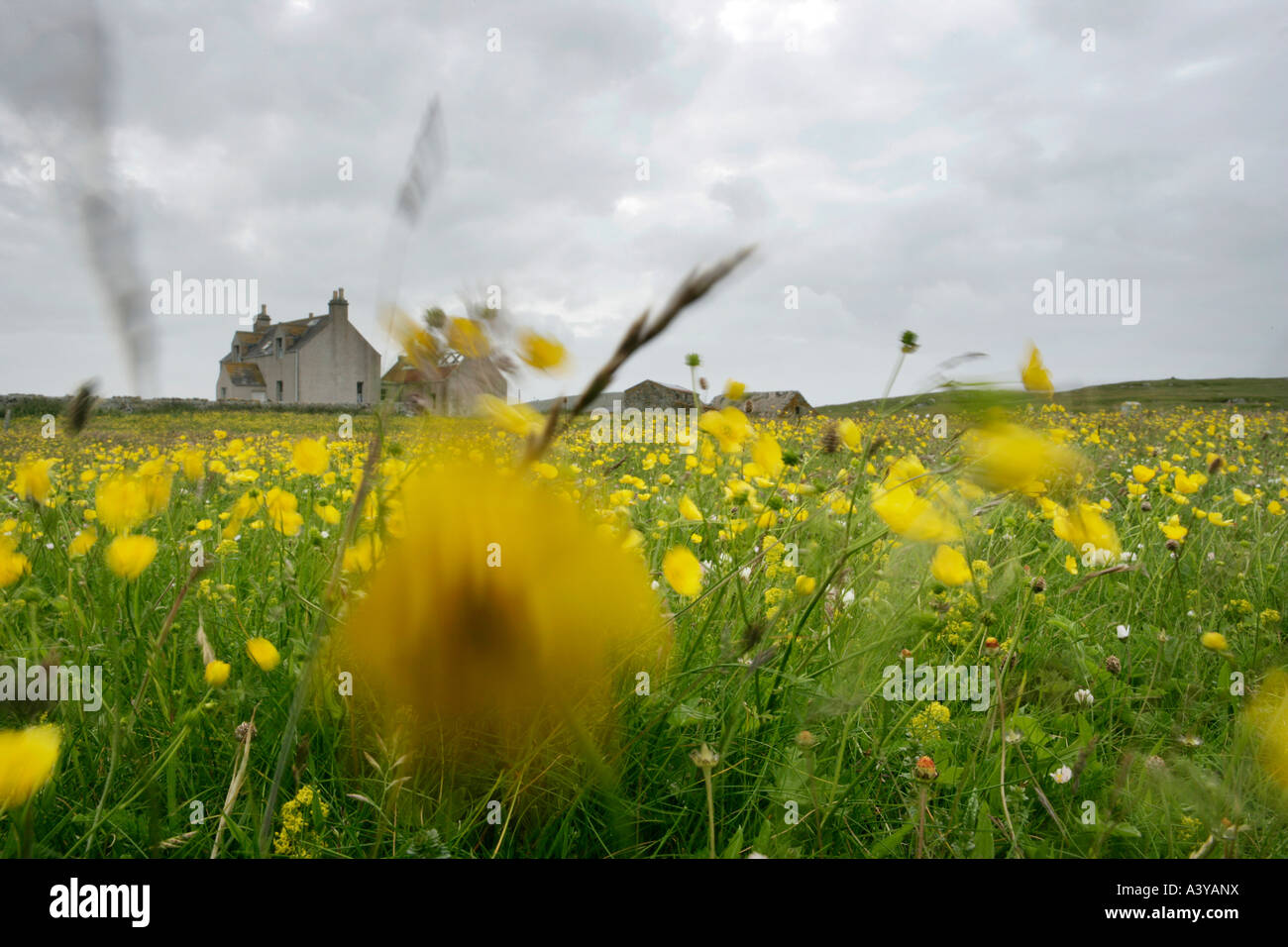 Details of the Machair - flower meadows, Outer Hebrides, Scotland Stock ...