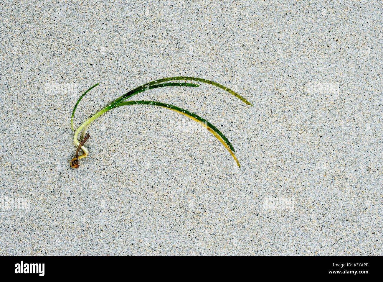 Seagrass scotland hi-res stock photography and images - Alamy