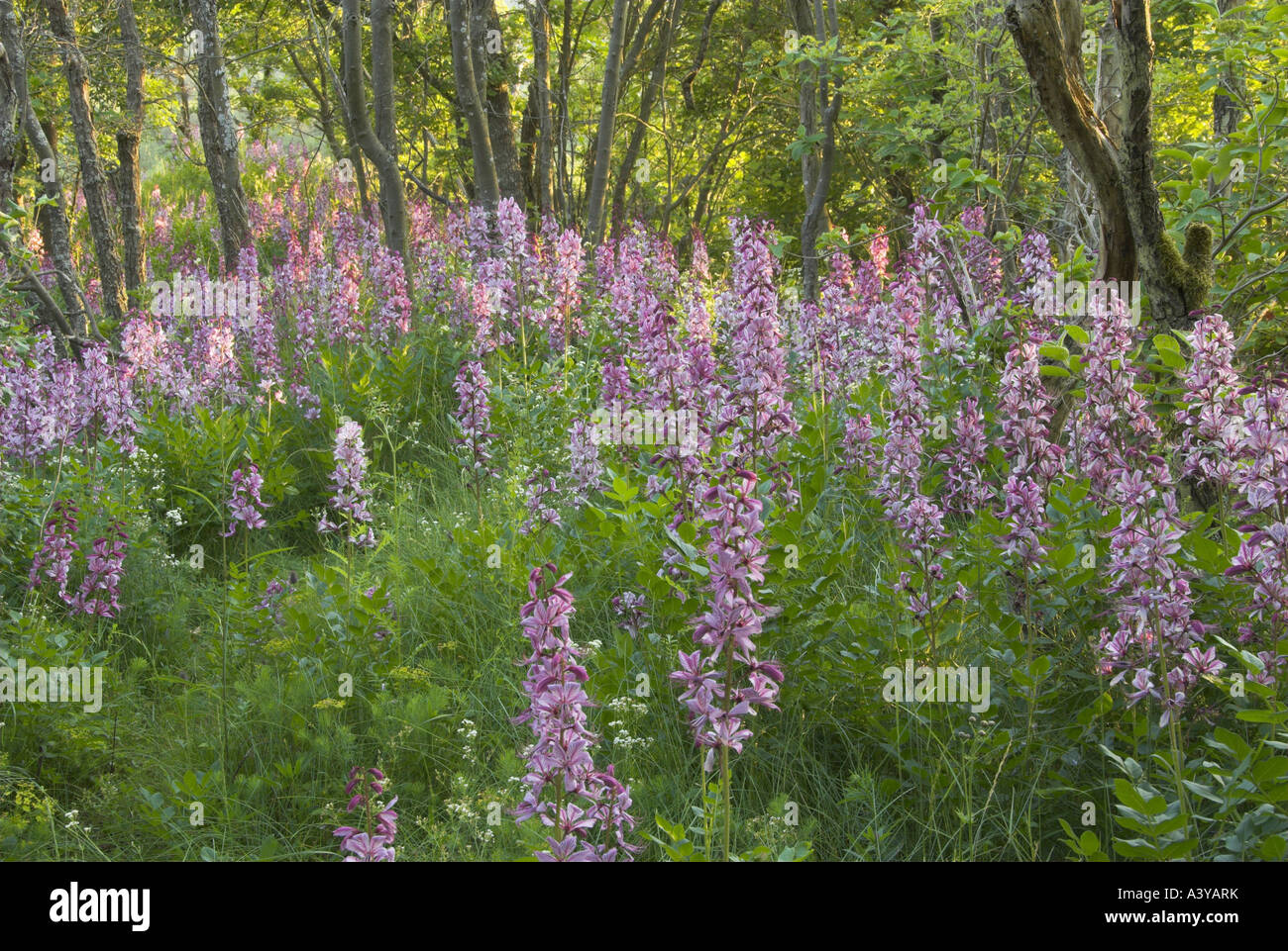 Dictamnus albus seed hi-res stock photography and images - Alamy