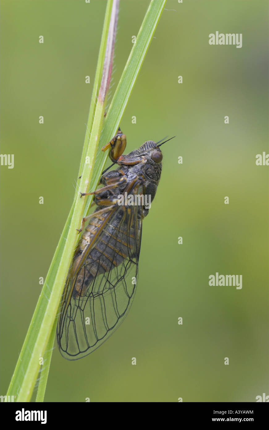 New Forest cicada (Cicadetta montana), at a grass blade, Germany Stock ...