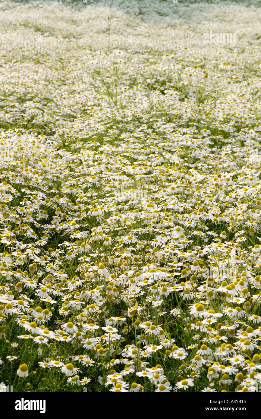 Roadside daisy hi-res stock photography and images - Alamy