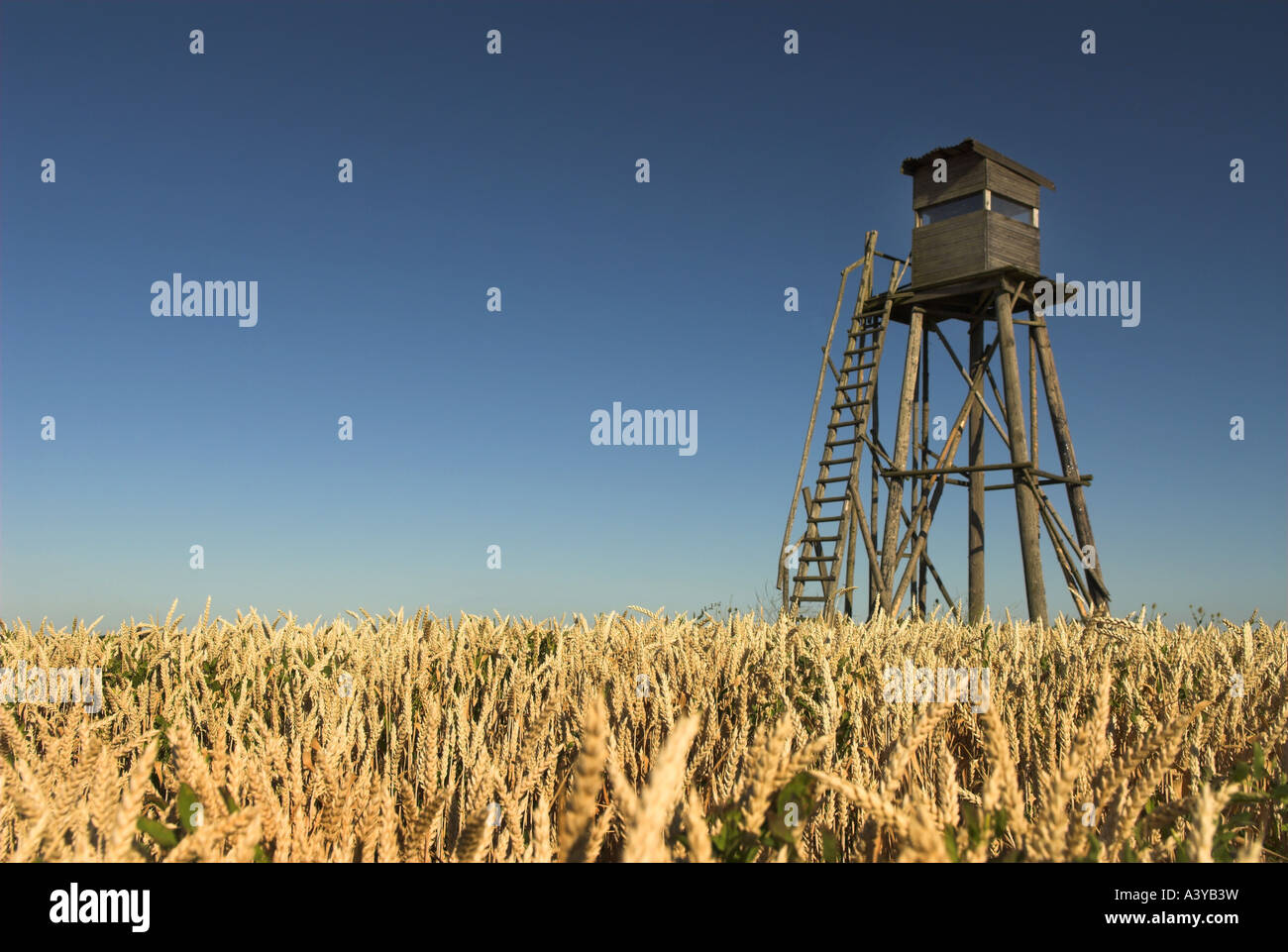 Stand in a corn field, Germany Stock Photo - Alamy