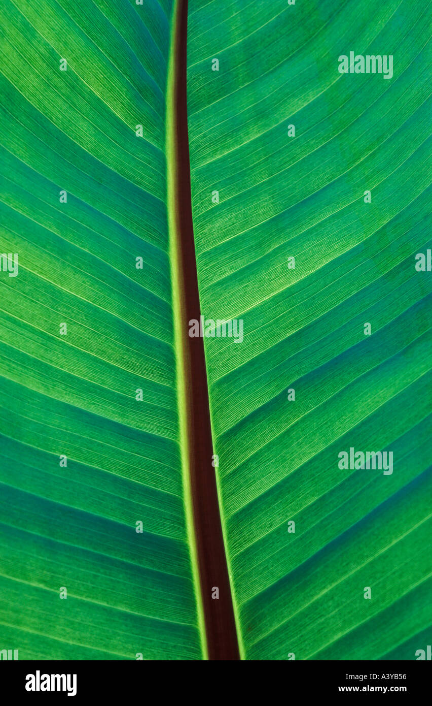 green leaf of a palm tree Botanical garden Germany Europe Stock Photo ...