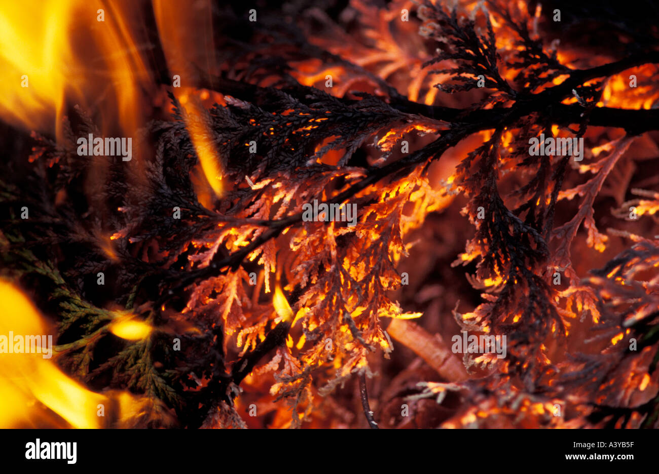 Conifer twigs catching fire Stock Photo - Alamy
