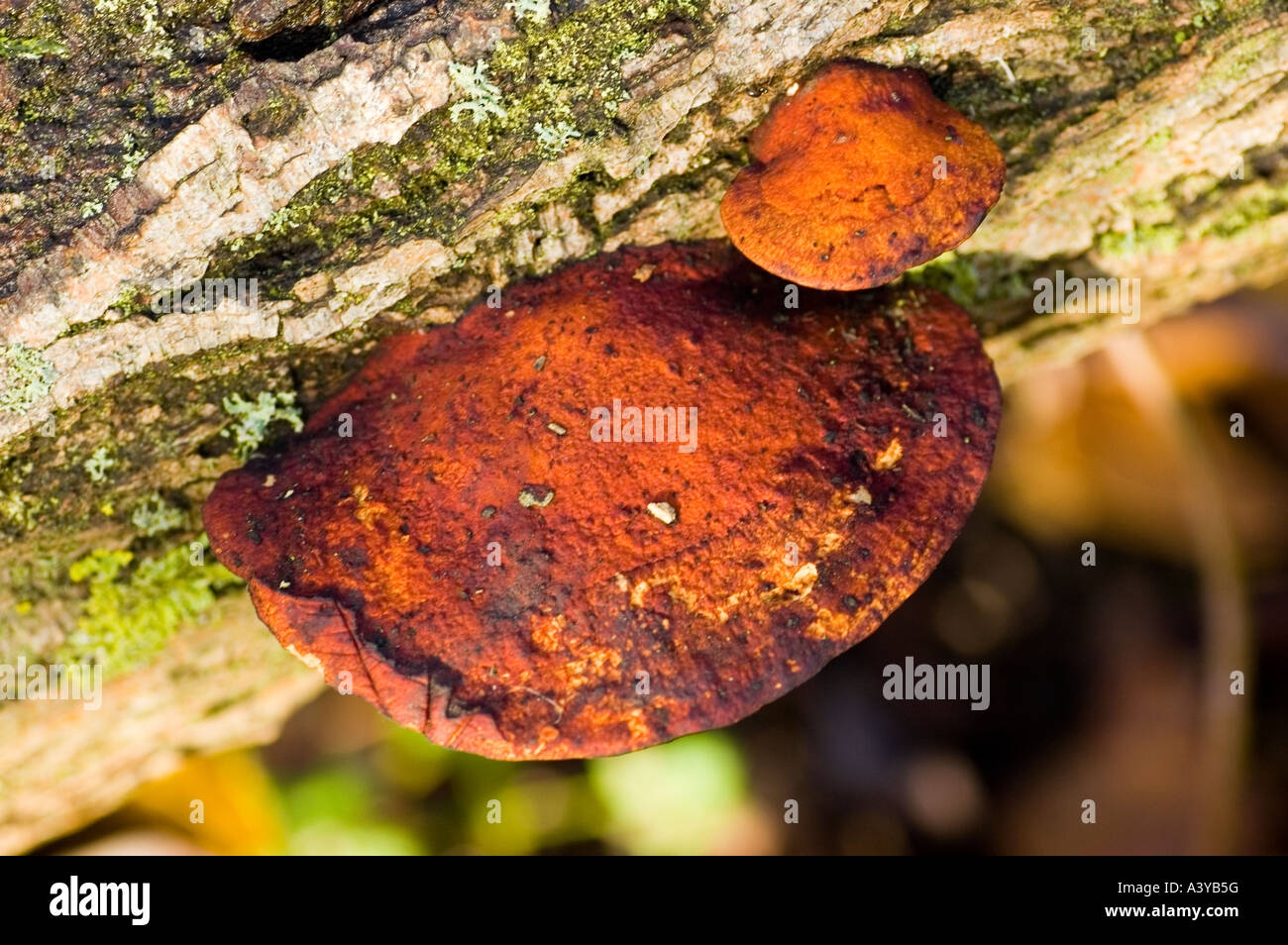 Fungi growing on log Stock Photo - Alamy