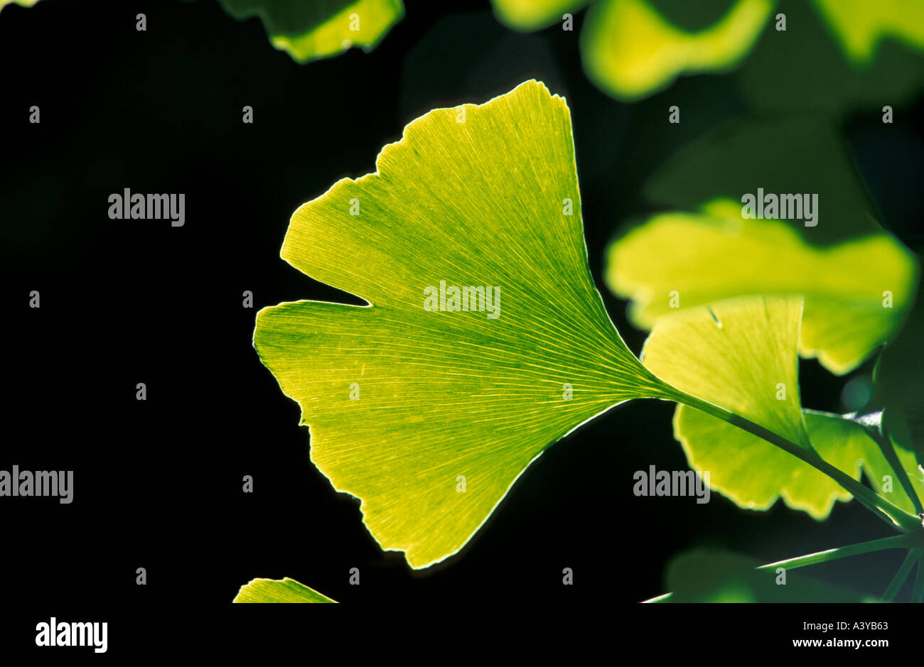 Gingko hi-res stock photography and images - Alamy