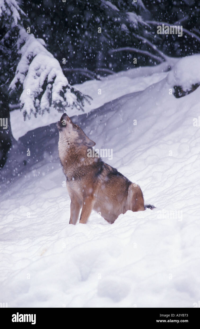 howling wolf Canis lupus in falling snow Captive Winter Bavarian Forest ...