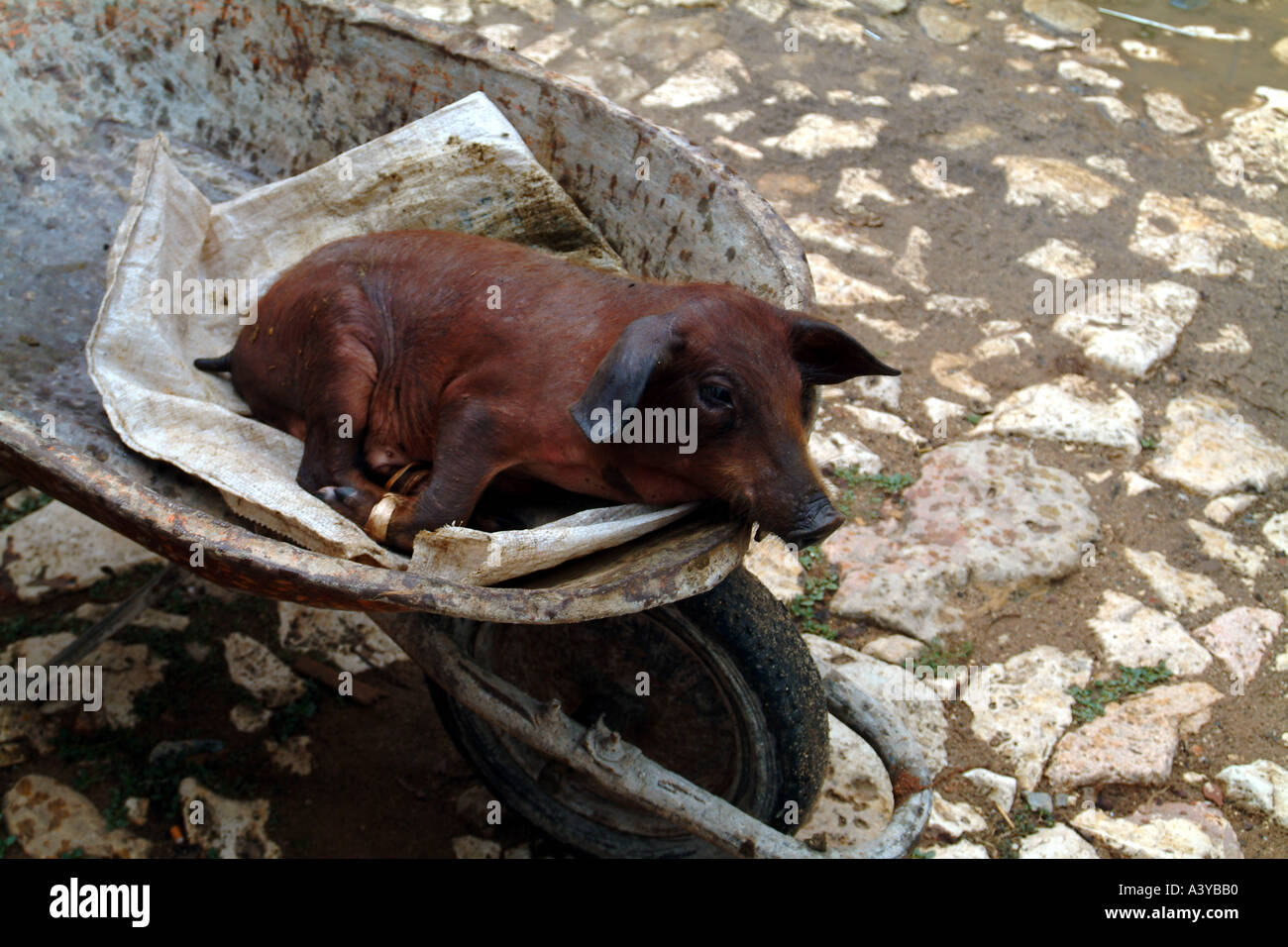Pig farming cuba hi-res stock photography and images - Alamy
