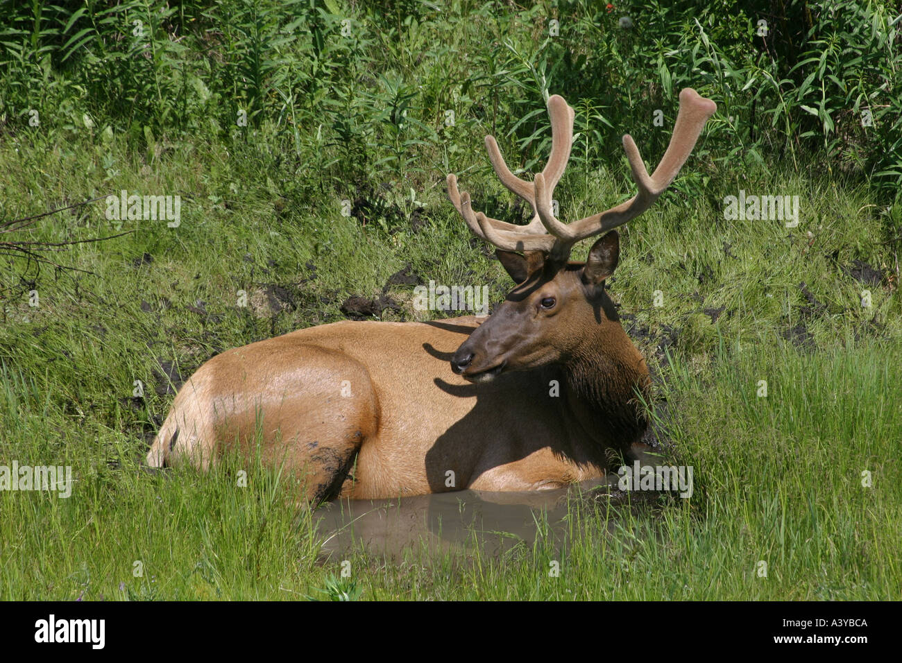 Elk lying in a mud pool to stay cool in Alberta, Canada Stock Photo - Alamy