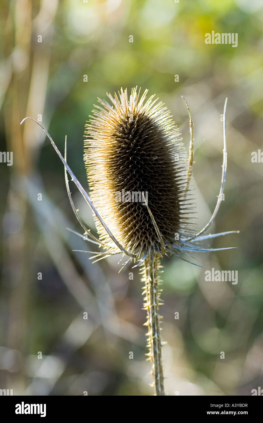 Teasel seed hi-res stock photography and images - Alamy