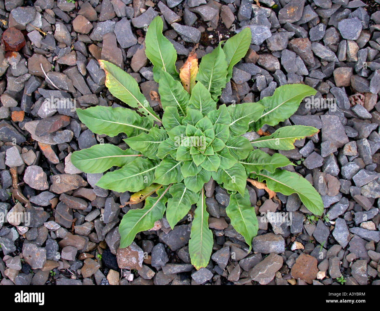 common evening primrose (Oenothera biennis), leaf rosette Stock Photo ...