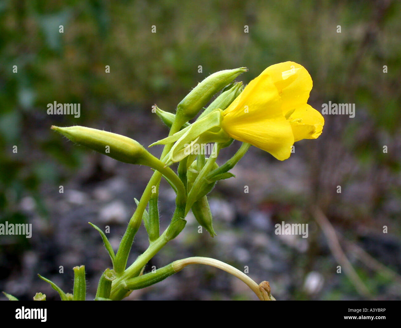 Oenotheraceae hi-res stock photography and images - Alamy