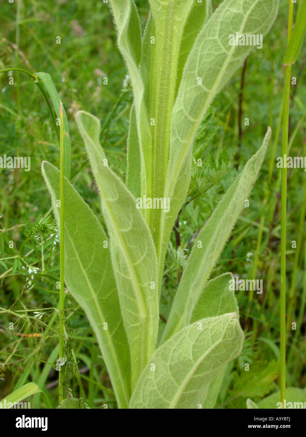 common mullein, great mullein (Verbascum thapsus), leaves Stock Photo ...