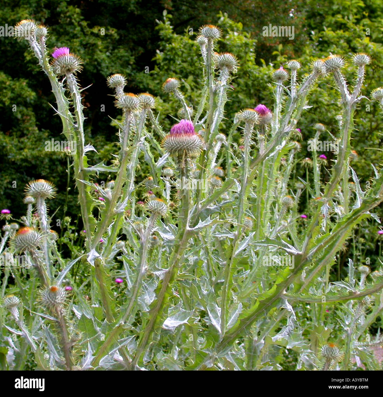 cotton thistle, scotch thistle (Onopordum acanthium), blooming Stock ...