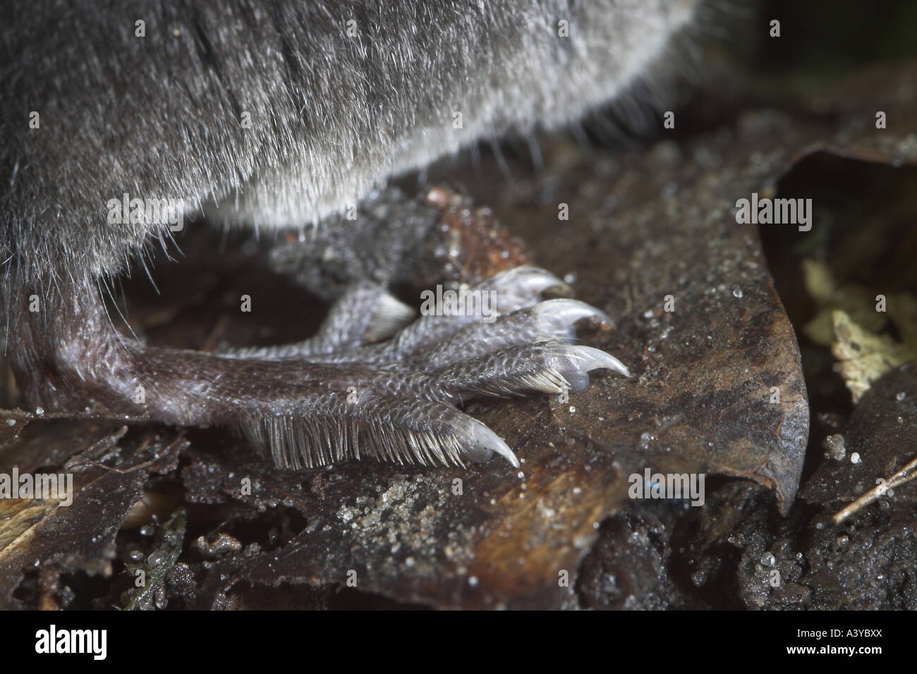 Old World water shrew, Northern Shrew, Eurasian Water Shrew (Neomys ...