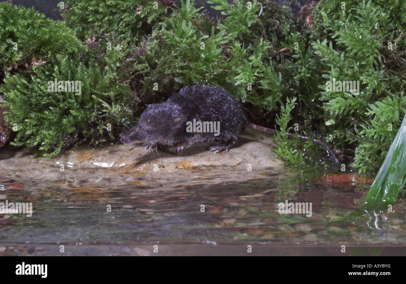 Eurasian water shrew fodiens hi-res stock photography and images - Alamy