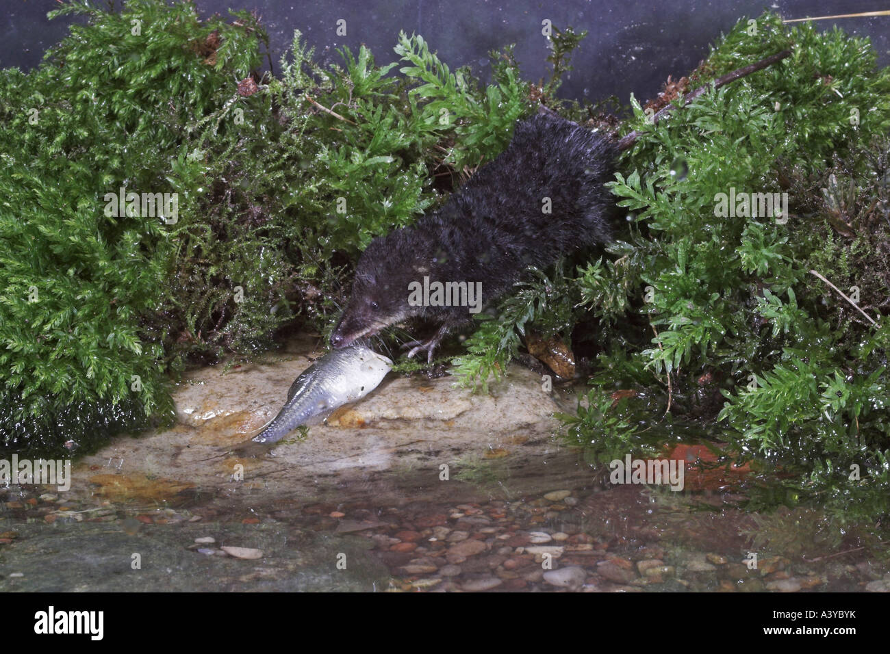 Old World water shrew, Northern Shrew, Eurasian Water Shrew (Neomys ...