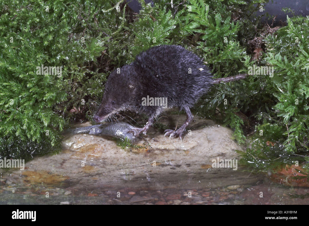 Old World water shrew, Northern Shrew, Eurasian Water Shrew (Neomys ...