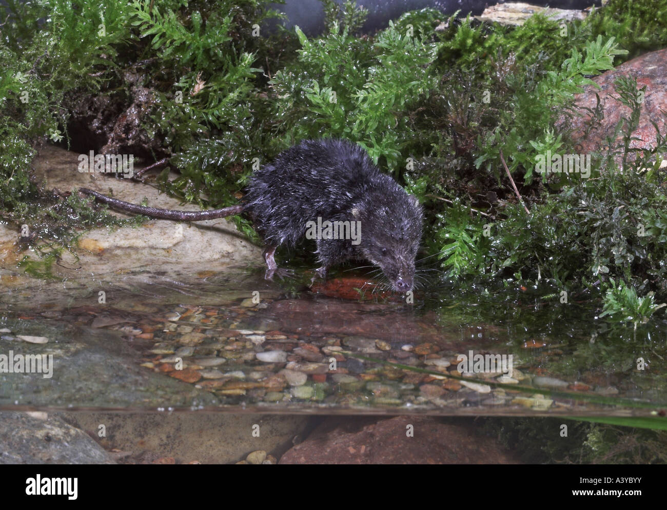 Old World water shrew, Northern Shrew, Eurasian Water Shrew (Neomys ...