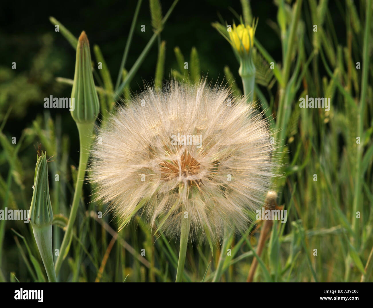 Seed head and buds of a Goatsbeard plant growing wild near Lilloet in ...