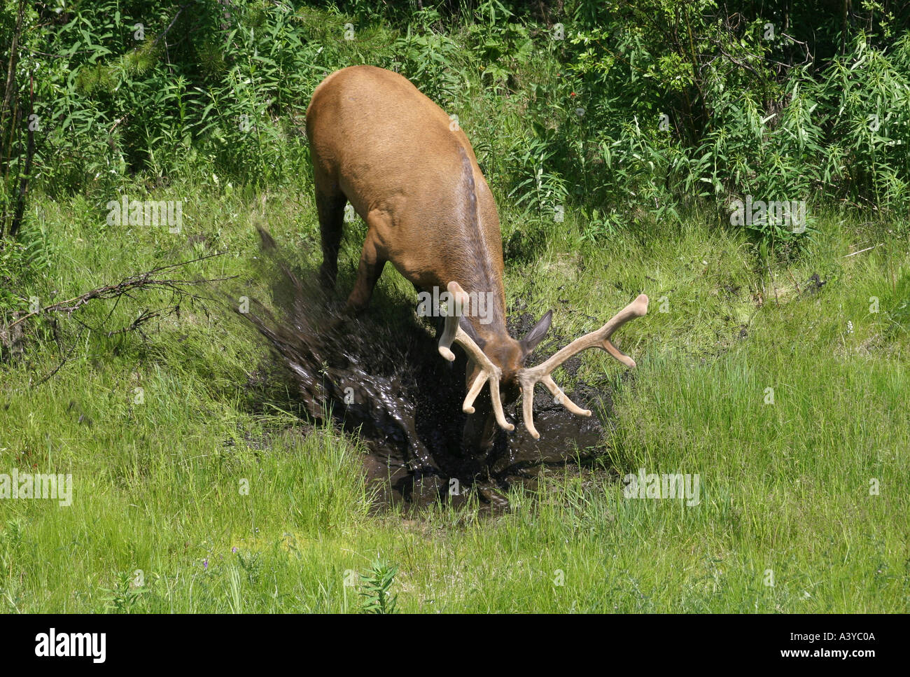 Elk splashing in a mud pool Stock Photo - Alamy