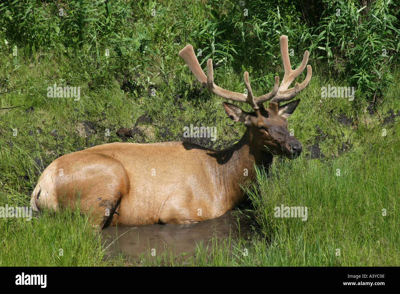 Elk lying in a mud pool Stock Photo - Alamy