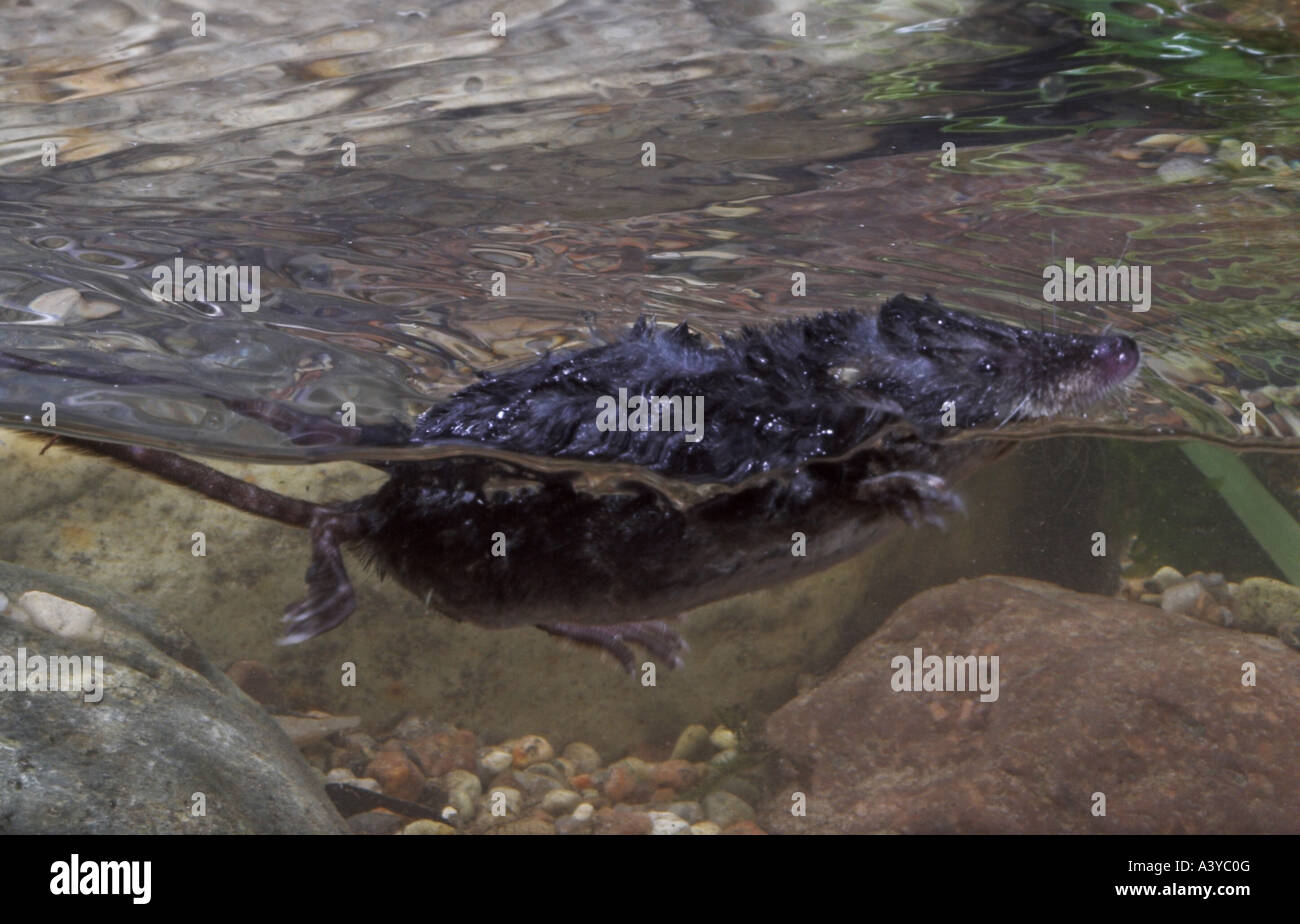 Old World water shrew, Northern Shrew, Eurasian Water Shrew (Neomys ...