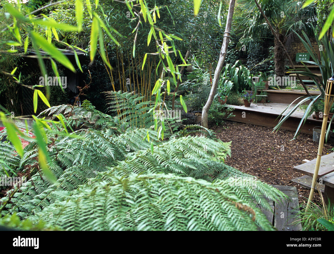 subtropical planting and decking in a London garden Stock Photo - Alamy