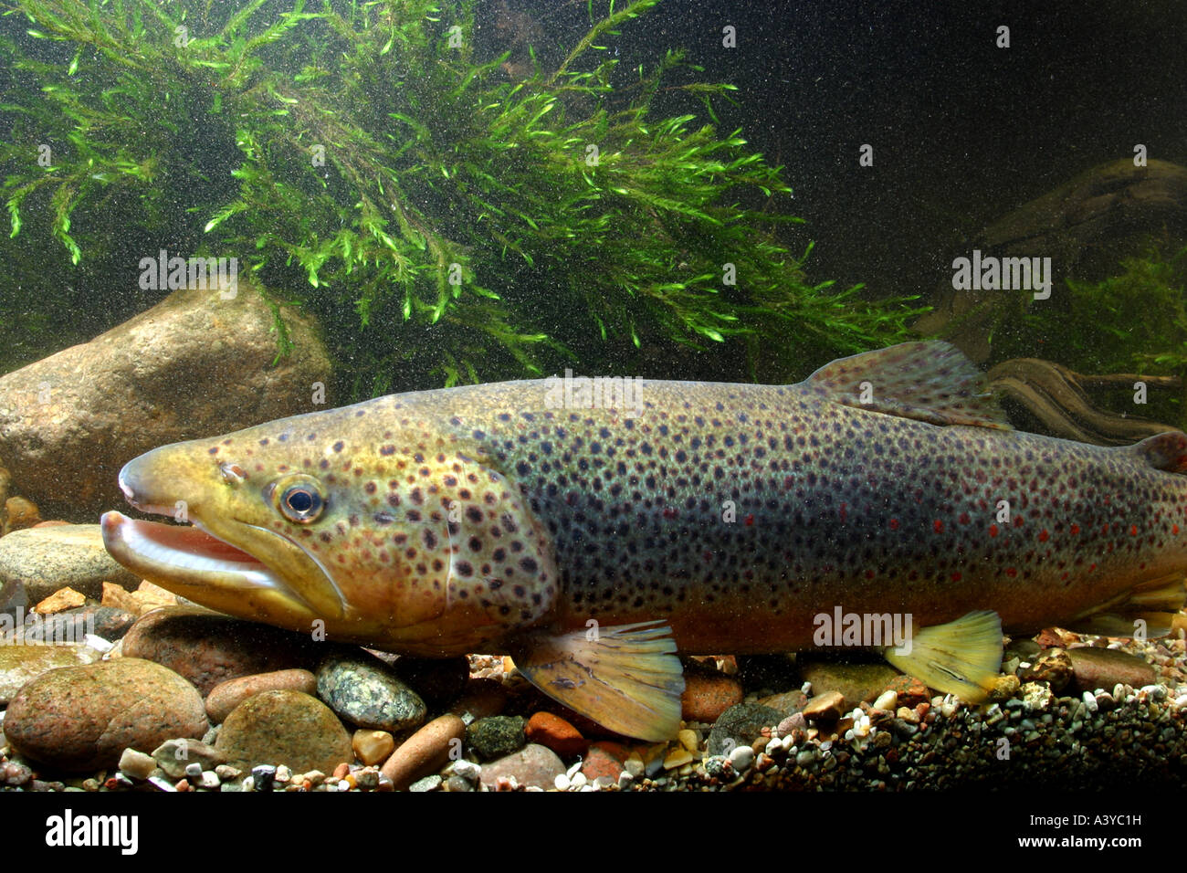 sea trout (Salmo trutta trutta Stock Photo - Alamy