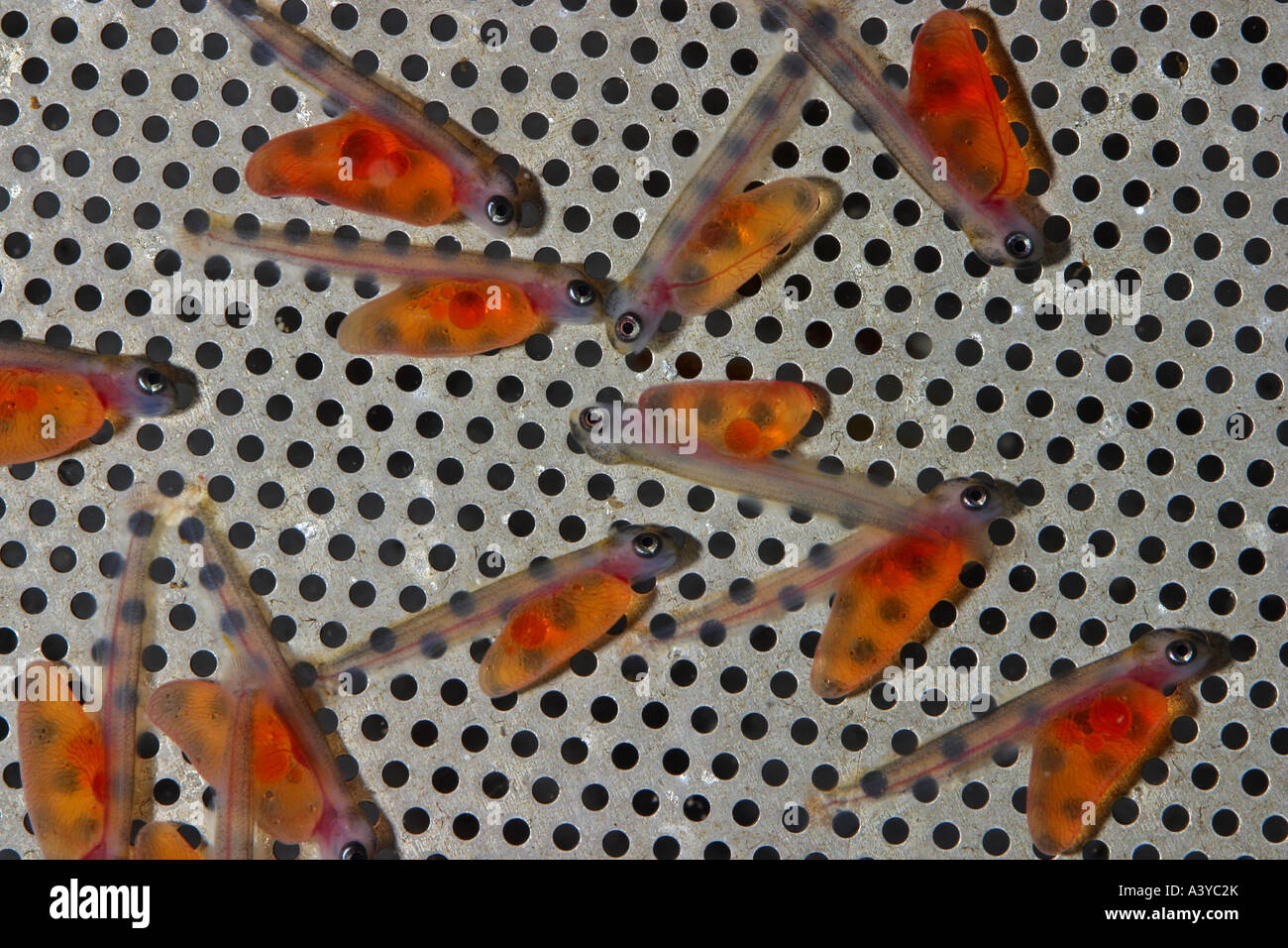 sea trout (Salmo trutta trutta), larvae; breeding programme for ...