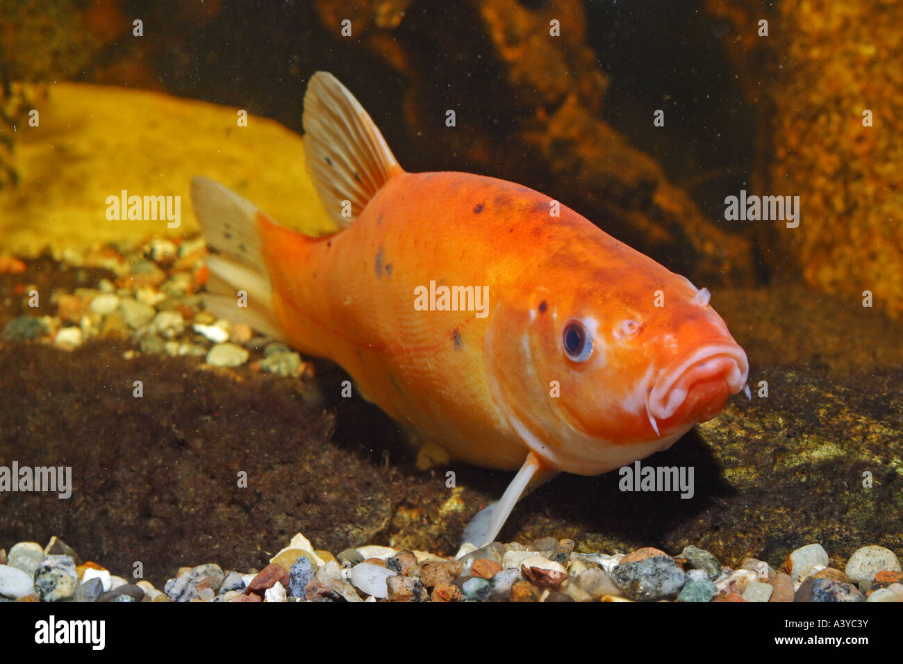 Tinca tinca (Tinca tinca), breed for garden ponds Stock Photo - Alamy