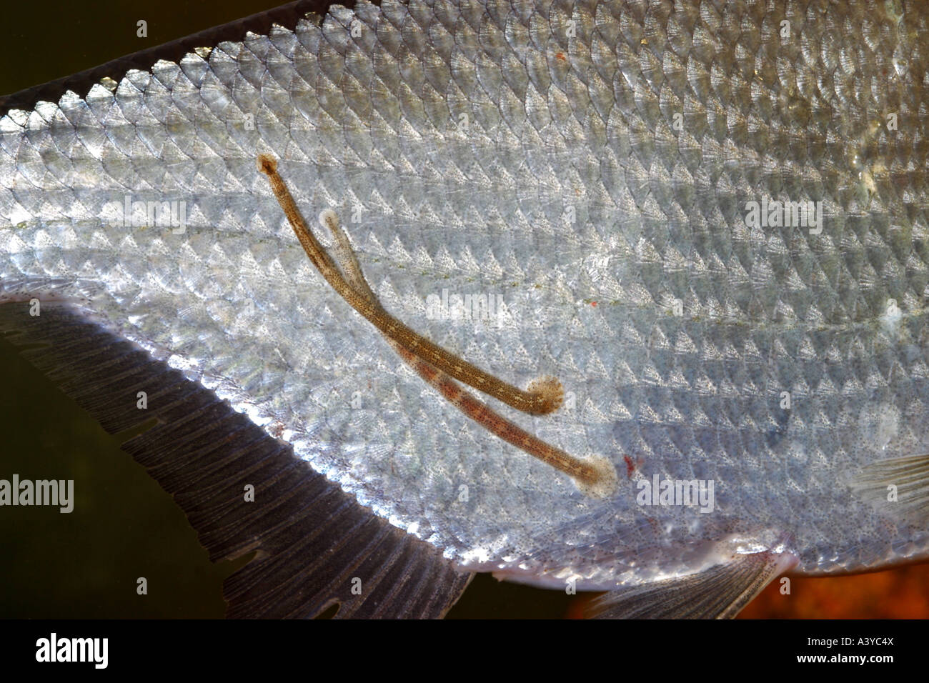 common fish leech, great tailed leech (Piscicola geometra), suckling on ...