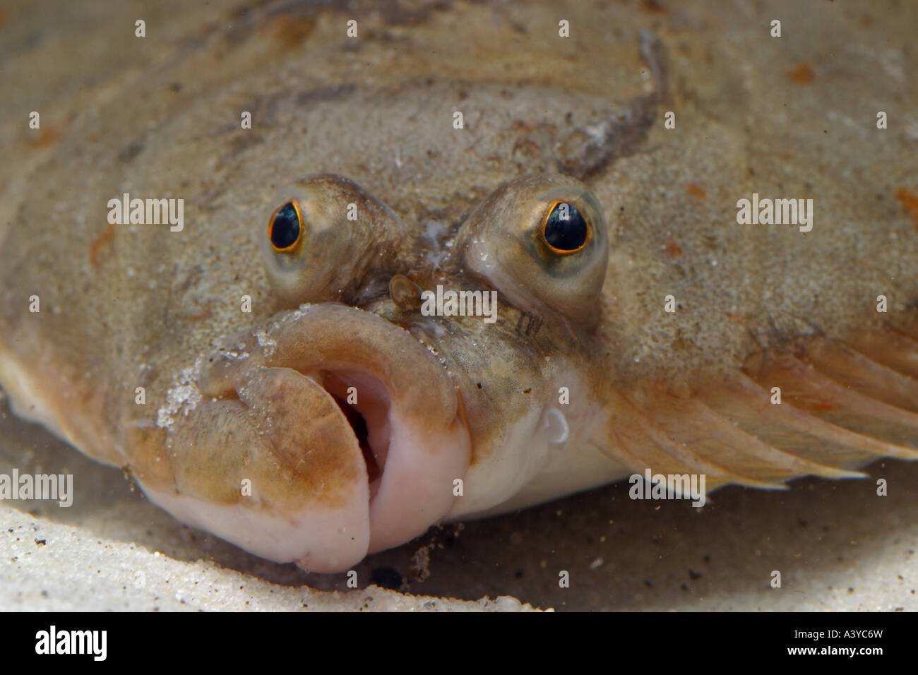Flatfish Face
