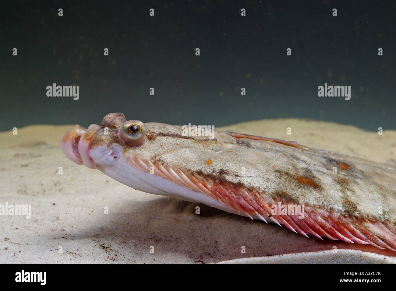 flounder (Platichthys flesus), portrait Stock Photo - Alamy