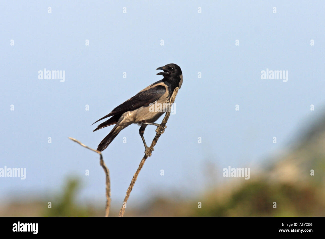 hooded crow (Corvus corone cornix), sitting on a twig and yelling Stock ...