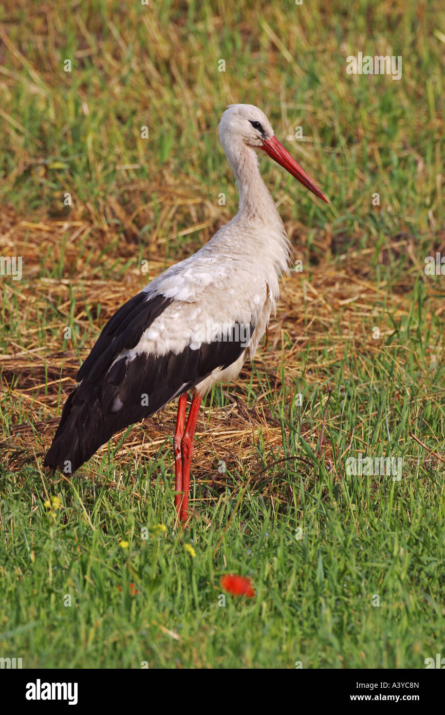 Biotopes ciconia ciconia hi-res stock photography and images - Alamy