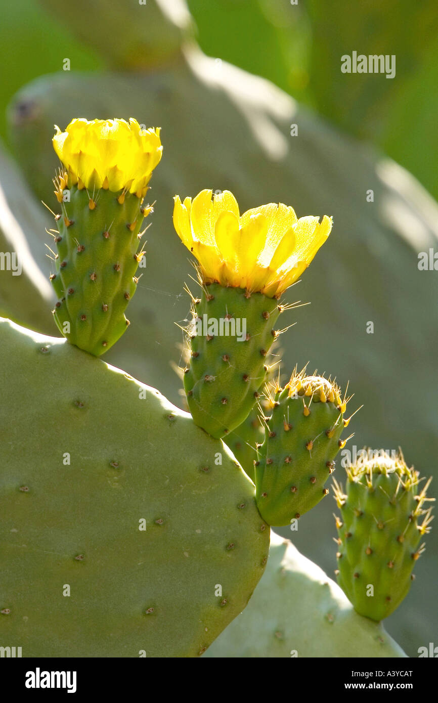 Cactus fig with two fruits hi-res stock photography and images - Alamy