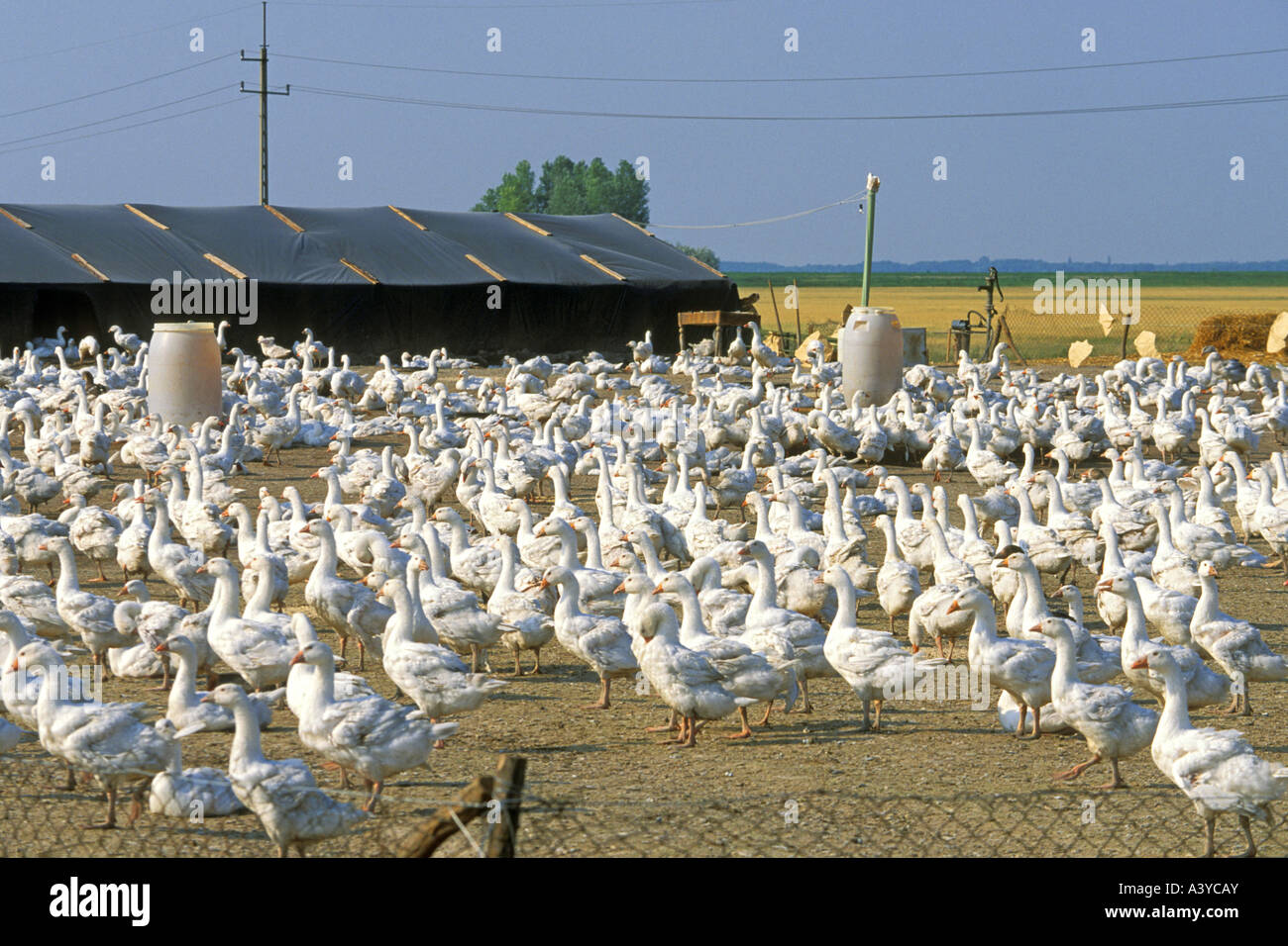 Breeding swarm hi-res stock photography and images - Alamy