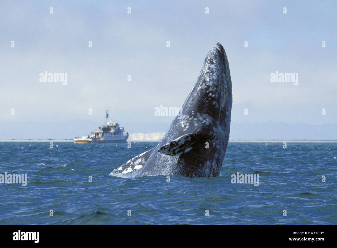 Eschrichtius gibbosus hi-res stock photography and images - Alamy