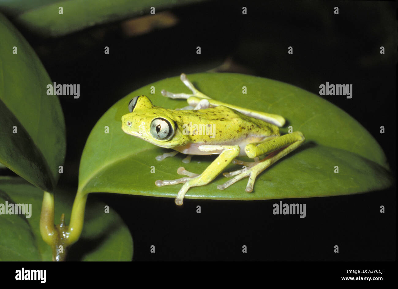 Tiger leaf frog hi-res stock photography and images - Alamy