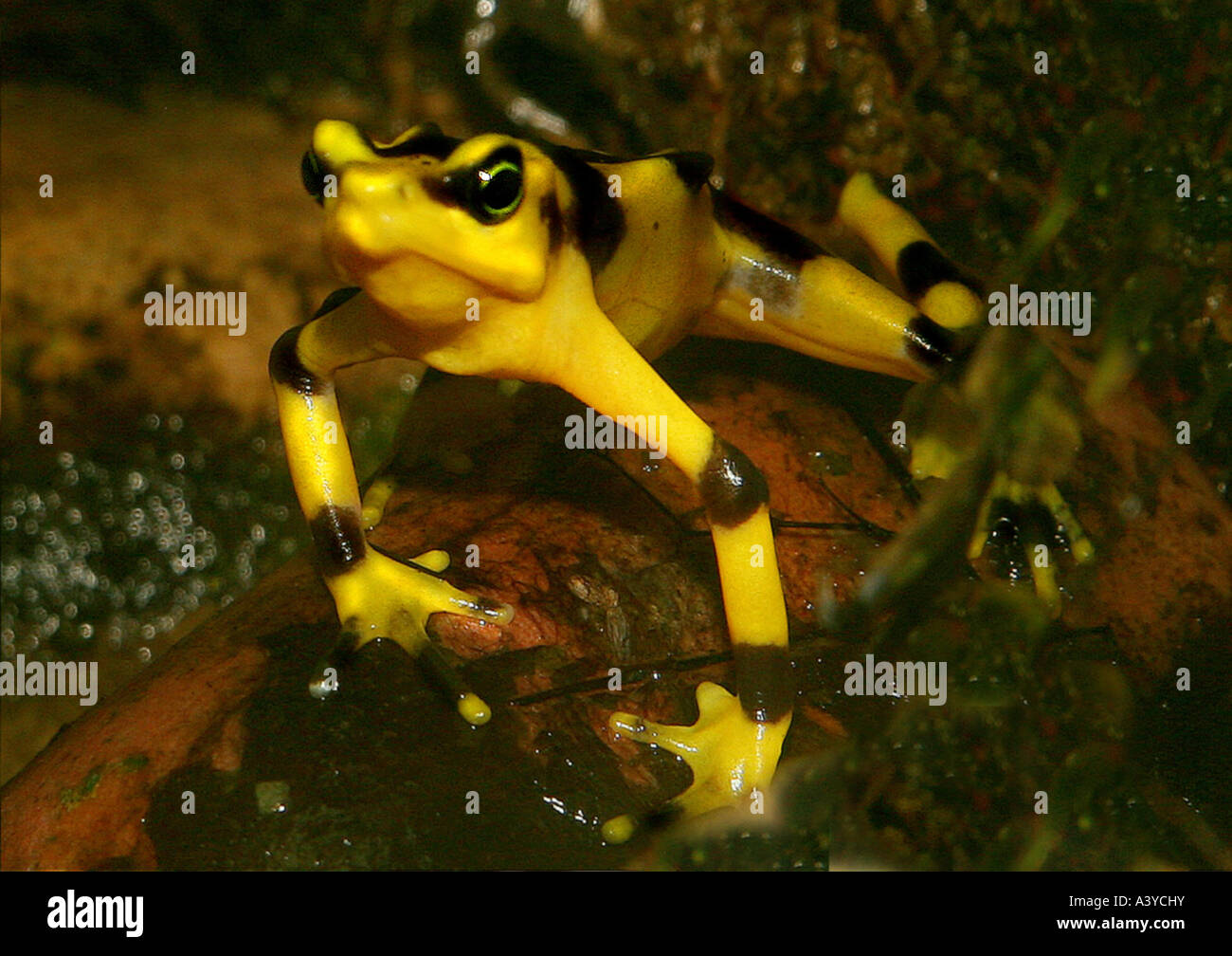 harlequin frog (Atelopus spec Stock Photo - Alamy