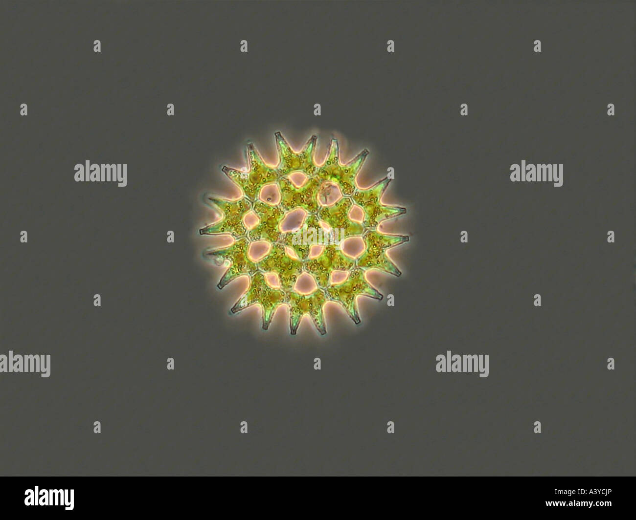 Pediastrum duplex algae hi-res stock photography and images - Alamy