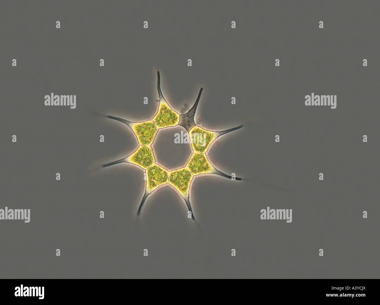 Pediastrum simplex (Pediastrum simplex var. duodenarium), with phase ...