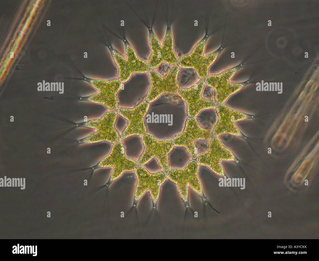 Pediastrum hi-res stock photography and images - Alamy