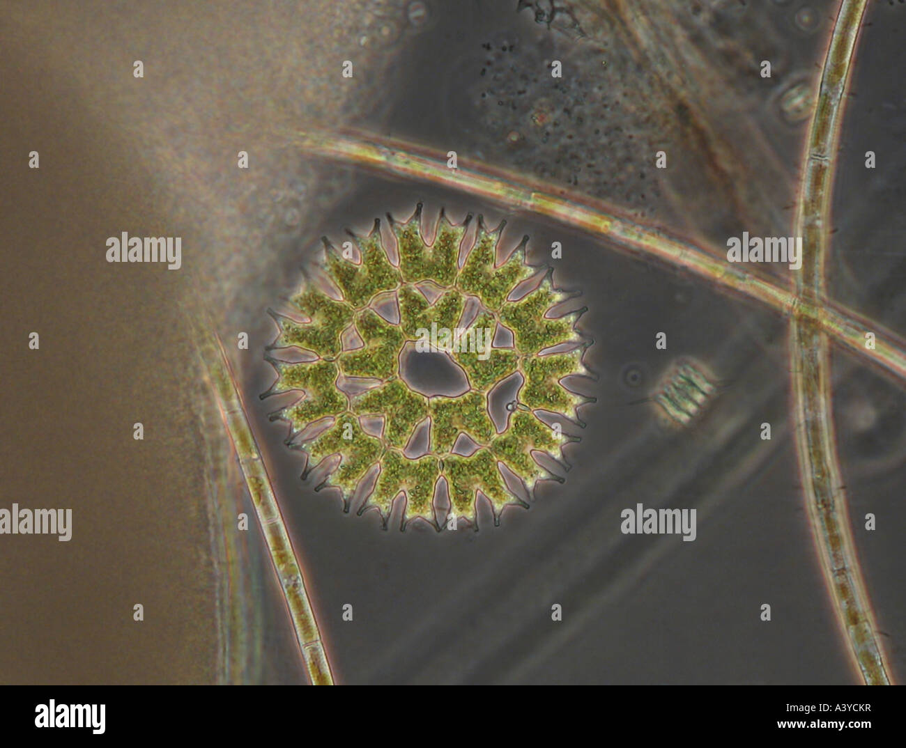 Chlorococcales hi-res stock photography and images - Alamy