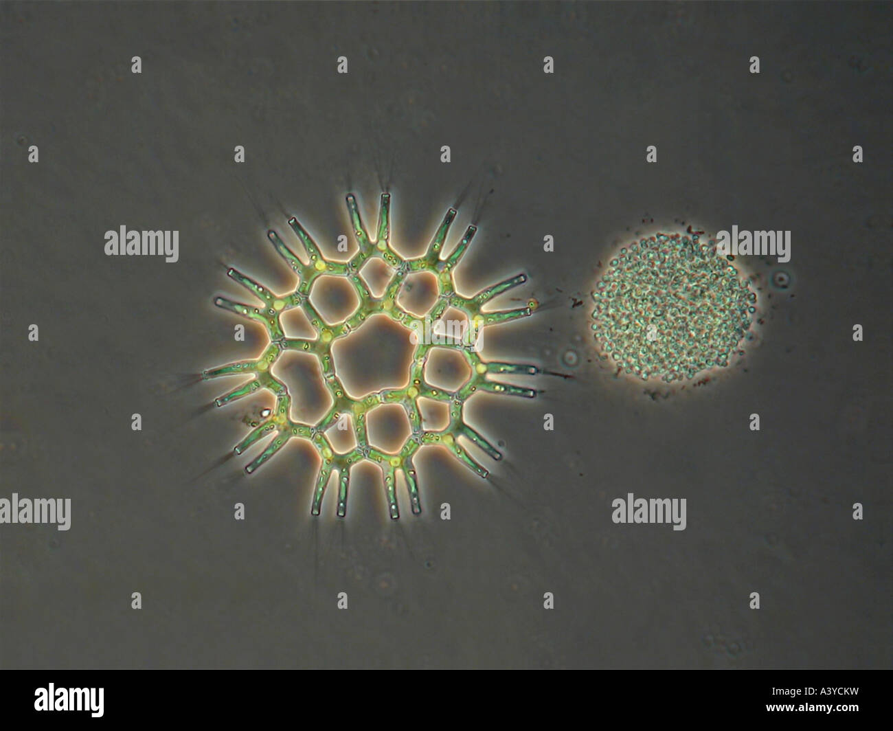 Pediastrum hi-res stock photography and images - Alamy