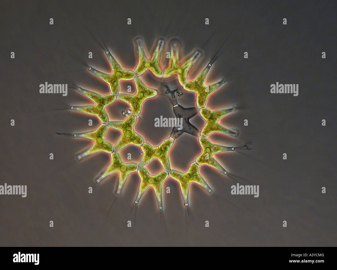 Chlorococcales hi-res stock photography and images - Alamy