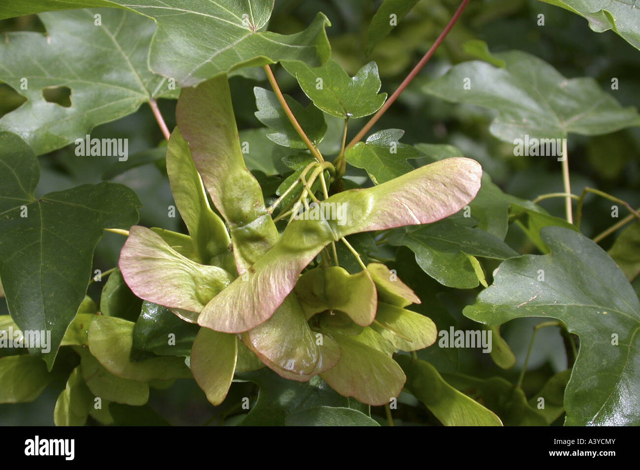 field maple, common maple (Acer campestre), fruits Stock Photo - Alamy