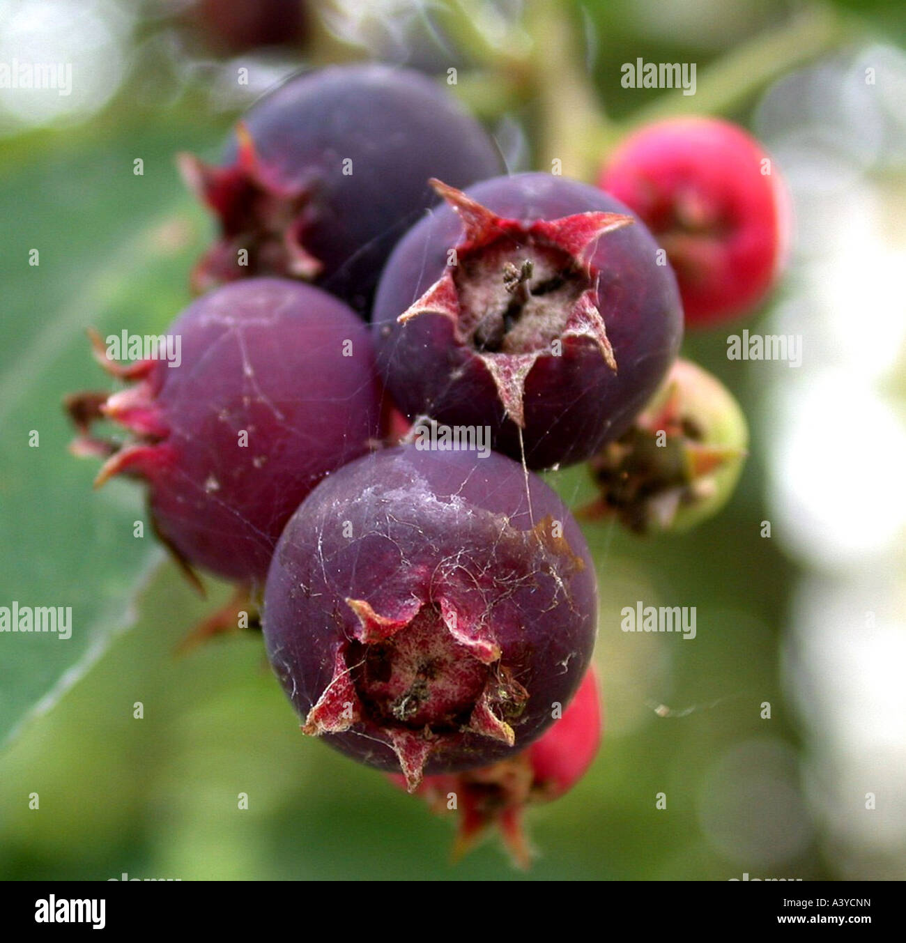 Lamarck's Serviceberry (Amelanchier lamarckii), ripe fruits Stock Photo ...
